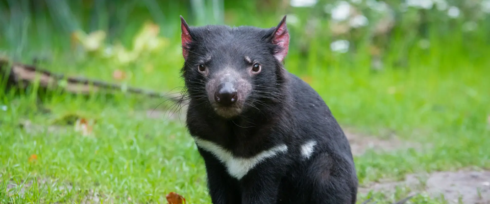 Five fascinating Tasmanian Devil facts | Tasmanian Football Club